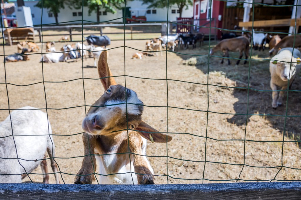 Hopkinton State Fair celebrates 110 years of fun - Concord Monitor