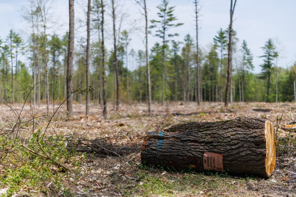 Tree Harvest at Bear Brook for Recreational Trail - Concord Monitor