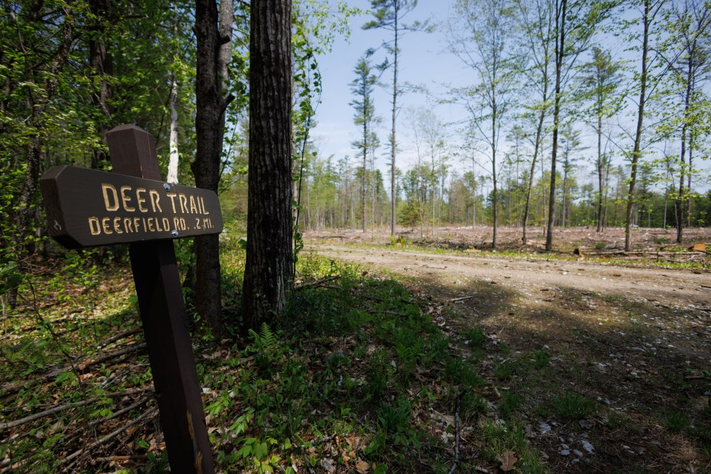 Tree Harvest at Bear Brook for Recreational Trail - Concord Monitor